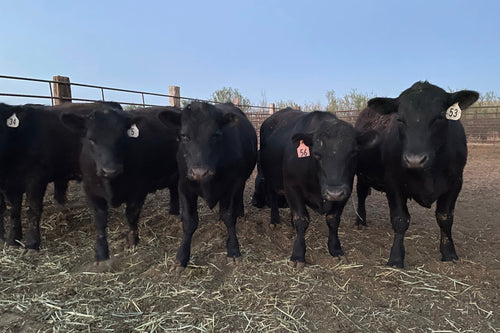 Larson Angus Beef